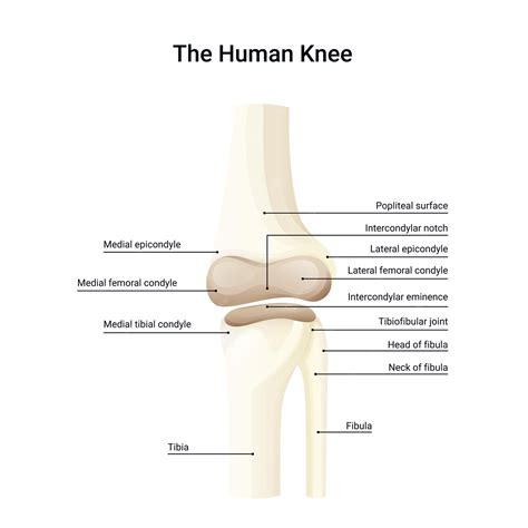 인간의 무릎 벡터의 다이어그램 해부학 프리미엄 벡터