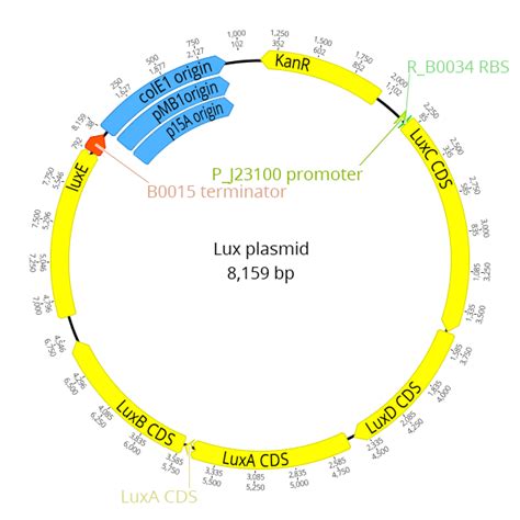 Origin Of Replication Plasmid