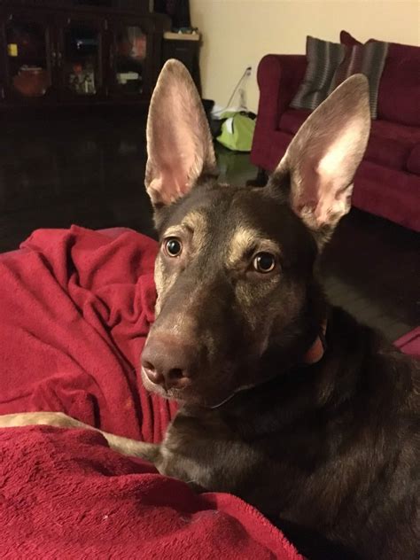 K911 Lost Dog Search Inc Team Ruby Home Facebook