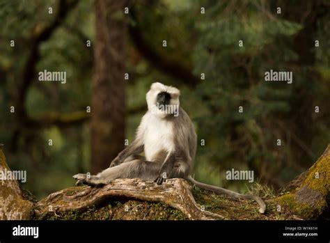 Himalayan Grey Langur Semnopithecus Ajax Chopta Uttarakhand India