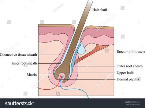Structure Anatomy Human Hair Human Hair Stock Vector Royalty Free