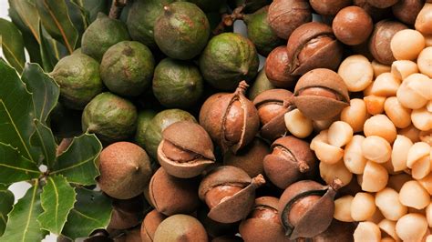 Nutcracker Processors Macadamian Nut Processing Company Macadamia Nuts Grading In South Africa