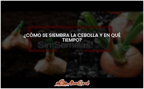 Guía Para Sembrar Cebolla Pasos Y Tiempos Almarural