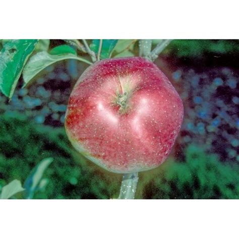 Wolf River Apple