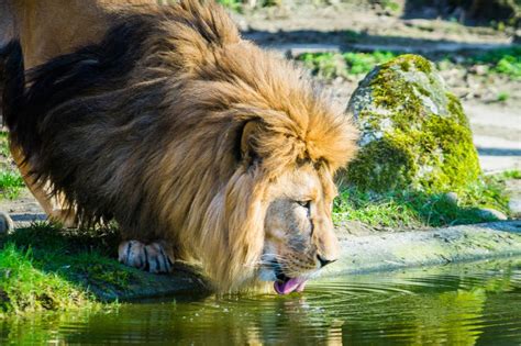 Free Images Male Wildlife Zoo Africa Mane Drink Fauna Lion