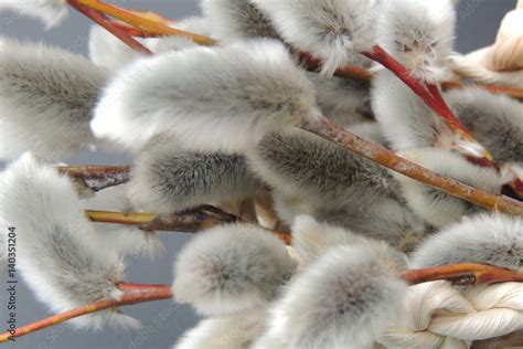 пушистые почки вербы на ветках весной крупным планом Stock Foto Adobe Stock