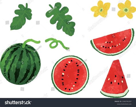 Watermelon Plant Clipart Black