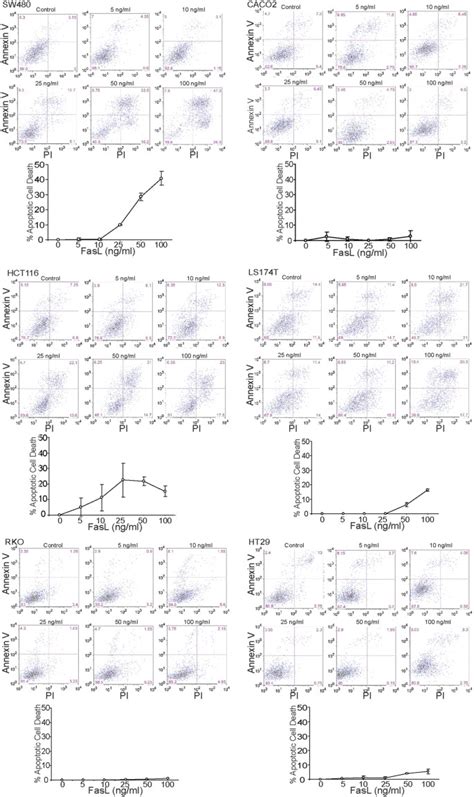 Ceramide Mediates Fasl Induced Caspase 8 Activation In Colon Carcinoma