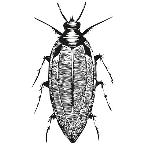Premium Vector Realistic Cockroach Vector Hand Drawn Animal