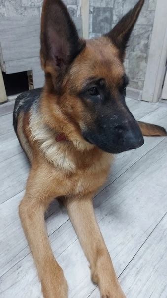 ️ПОМОГИТЕ НАЙТИ СОБАКУ ️ Девочка 2 года порода немецкая овчарка кличка Эльба ВКонтакте