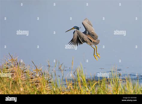 Tricolored Heron Egretta Tricolor Feeding Foot Dragging Behavior