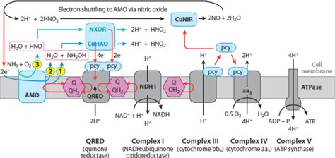 Figure 12 From Analysis Of A Bacterial Nitrification Community In Lake Superior Semantic Scholar