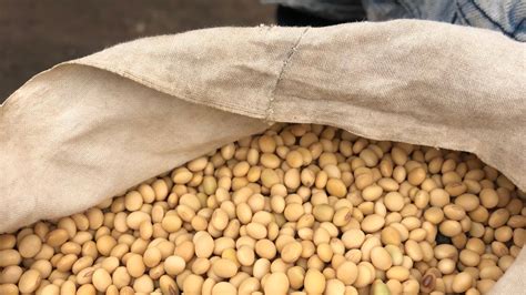 An Inside Look At The Soybeans Value Chain In Ghana