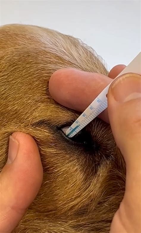 Queratoconjuntivitis Seca En El Perro Ii Blog Jordi Gimeno