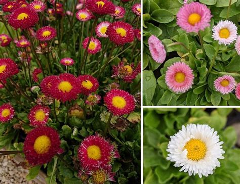 Buy Bellis Perennis Collection Three Plants From Shire Plants