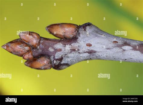 Insect Sucking Plant Juices Coccid Scale On The Plant Shoot Stock