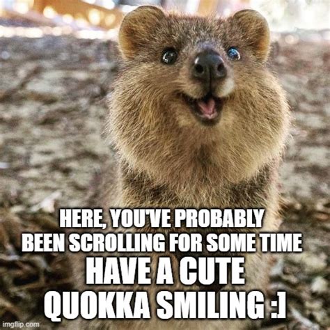 Meme De Quokka 321 1 Picture Memes S9wnzzd37 3 Comments — Ifunny