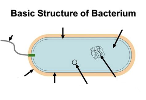 Bio Microorganisms Flashcards Quizlet