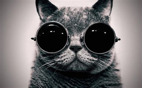 Wallpaper Pc Cat Kampoeng Wallpaper