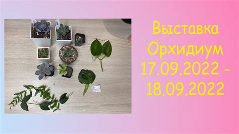 Выставка орхидей и цветов Орхидиум 18.09.2022 // Orchidium 03.09.2022 ...