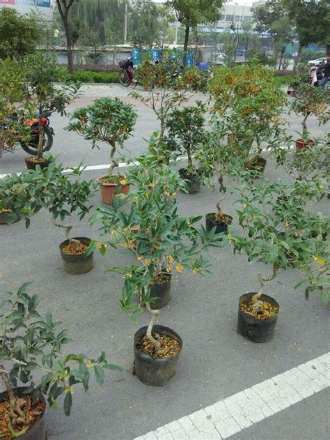 又到丹桂開花季路邊盆景百里香 每日頭條