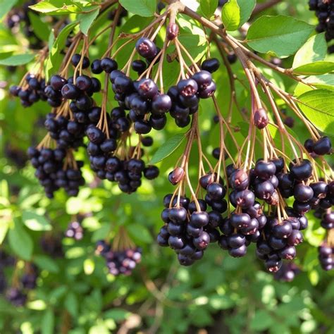 A Nemes Bodza Fajtái és Gondozási Tippek Amikerthu