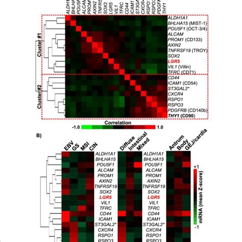 Stemprogenitor Cell Marker Expression Pattern And Different Subtypes