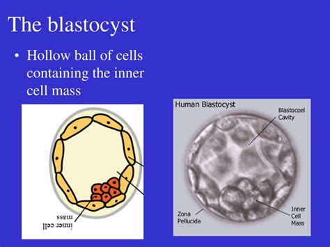 Meiosis Review And Differentiation Ppt Download