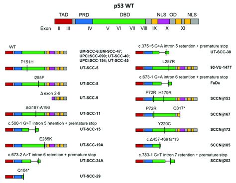 Tp53 Mutations In Hnscc Cell Lines Tp53 Wildtype Wt Transcript Is