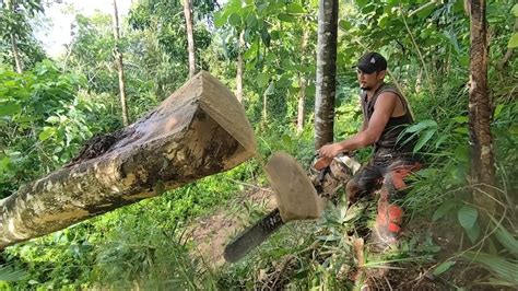 Dangerhigh Risk Tree Removalgemilina Wood Youtube