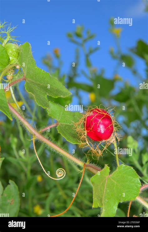 Ripe Fruit Of The Mossy Passion Vine Also Known As Stinking