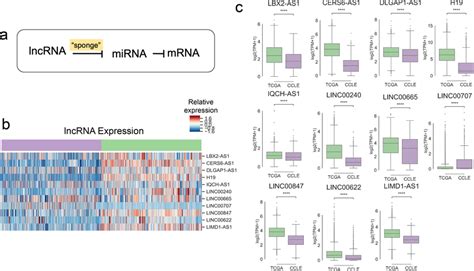 Long Non Coding Rna Associated With Four Cancer Driver Pathways Are