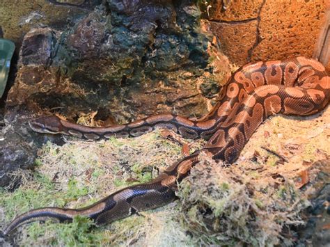 Python Regius Royal Ball Python In Nizhegorodskiy Ekzotarium