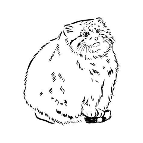 벡터 Manul 야생 고양이 그래픽 일러스트 Manul 숲 고양이 프리미엄 벡터