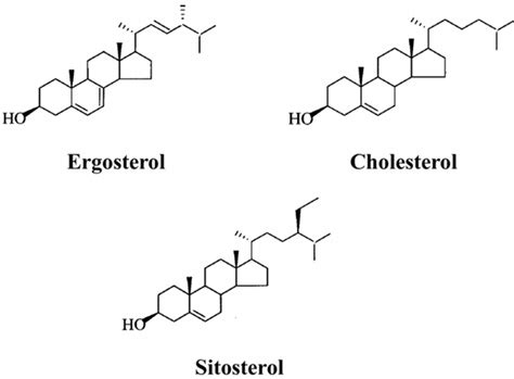 Cell Membrane Definition And Examples Biology Online Dictionary