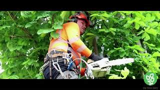 3 Best Tree Services In Cambridge UK Expert Recommendations