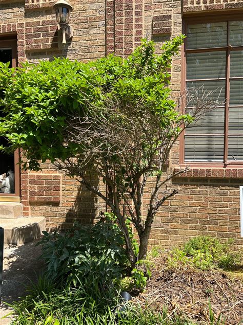 Pruning Advice For A Pinicle Hydrangea Rstlgardening