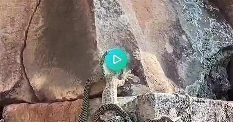 Ghecko Protecting Its ‘friend Album On Imgur