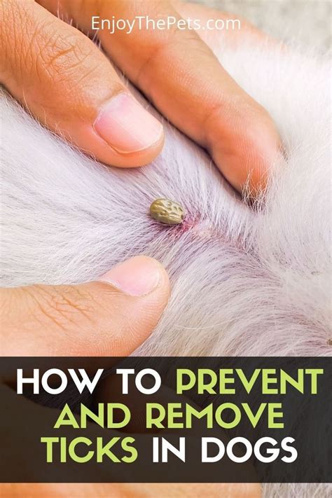 How To Prevent And Remove Ticks In Dogs Tick Removal Ticks On Dogs