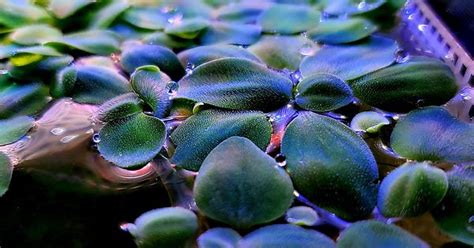 Dwarf Water Lettuce Album On Imgur