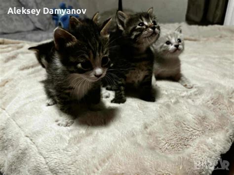 Котета в Други в гр Враца Id50911921 Bazar Bg