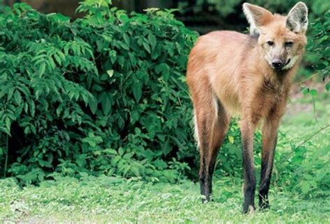 Brasil Terá Nota De R 200 Com Lobo Guará Estampado Dourados News