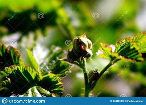 Raspberry Cane Bud For The New Spring Season Deep Green And Touches Of Red Stock Image Image