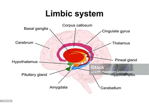 Limbic System Cross Section Of The Human Brain Structure And Anatomical Components Of Limbic