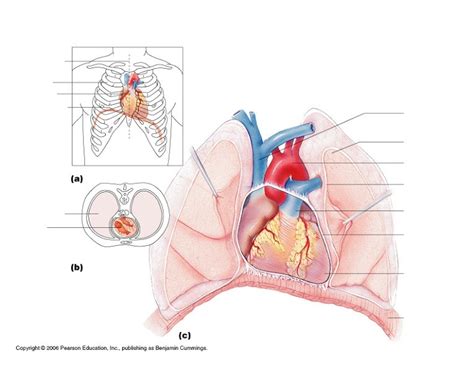 Heart 2 Diagram Quizlet