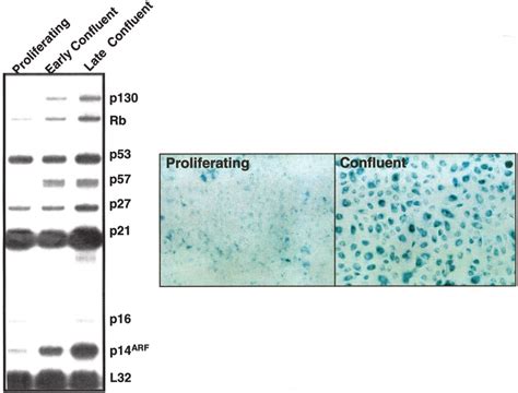Effect Of Confluency On Mrna Levels For Cell Cycle Regulators Rnase