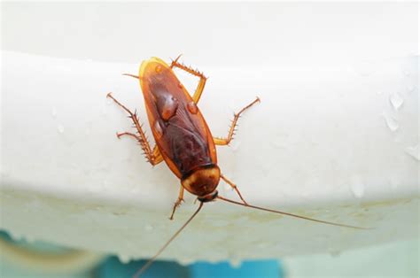 Ketahui 5 Cara Mengusir Kecoa Dengan Bahan Bahan Alami Efektif Bikin