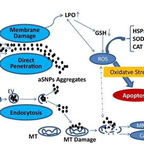 Schematic Illustration Of Asnps Uptake And Cellular Response Schematic