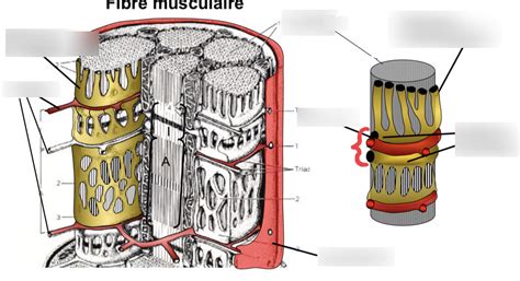 Fibres Cellules Musculaires Diagram Quizlet