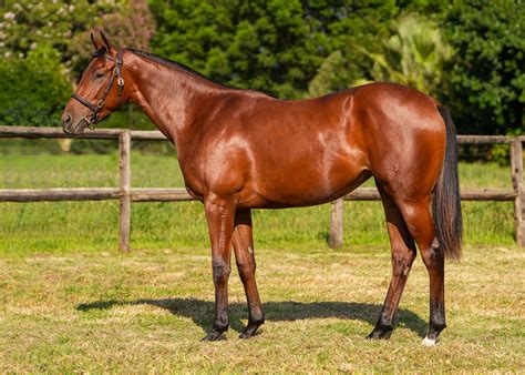 2025 Pys 117 Cape Racing Sales